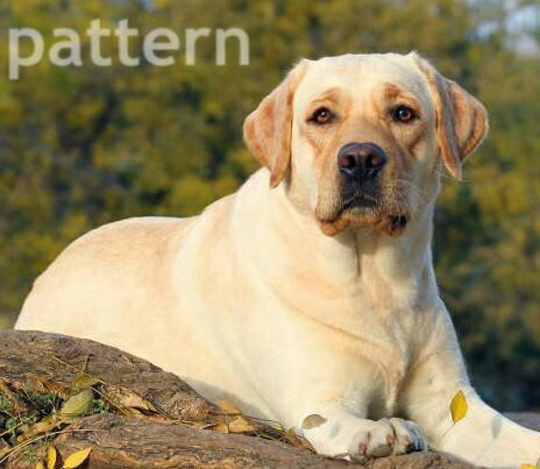Yellow Lab Cross Stitch Pattern, Pattern Keeper, Dog Cross Stitch ...