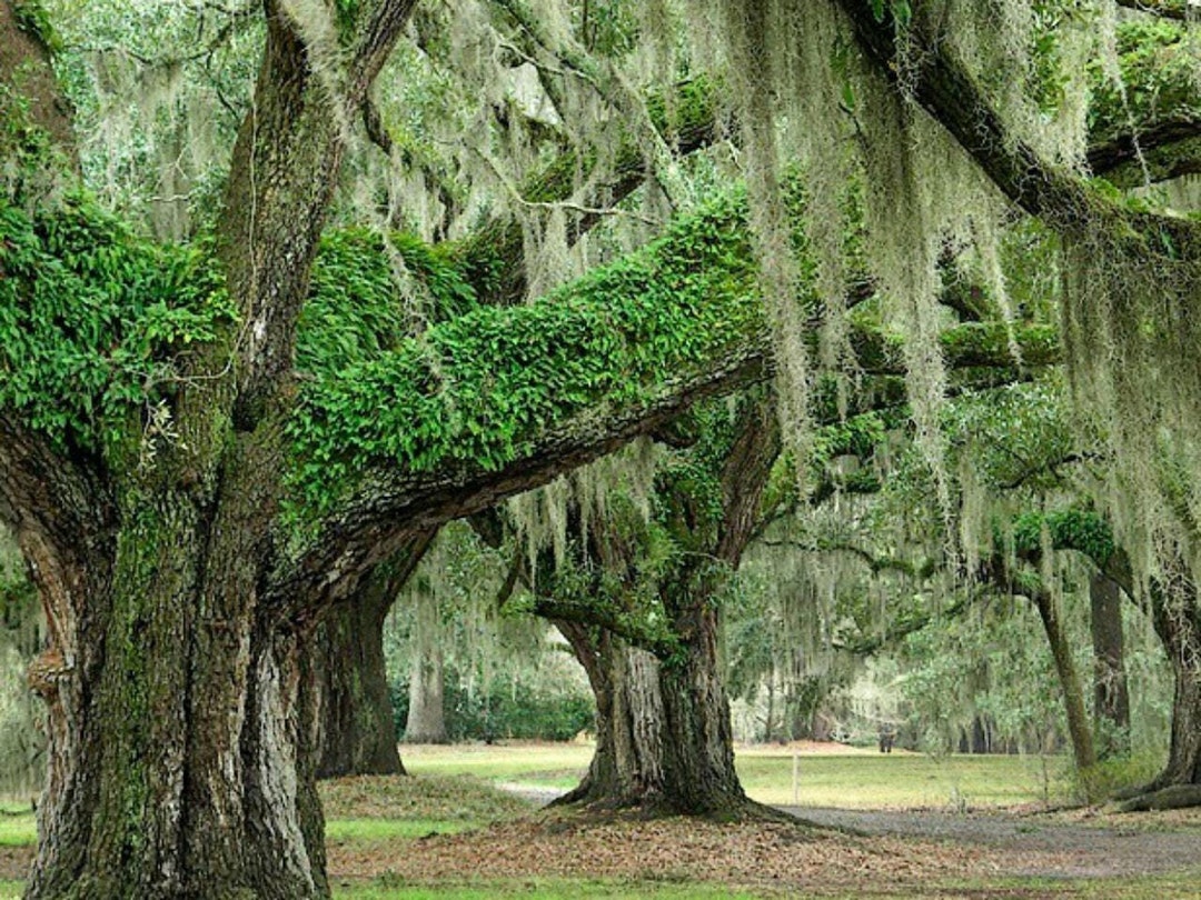 Southern Moss Draped Trees Pattern, Pattern Keeper, Old Oak Tree ...