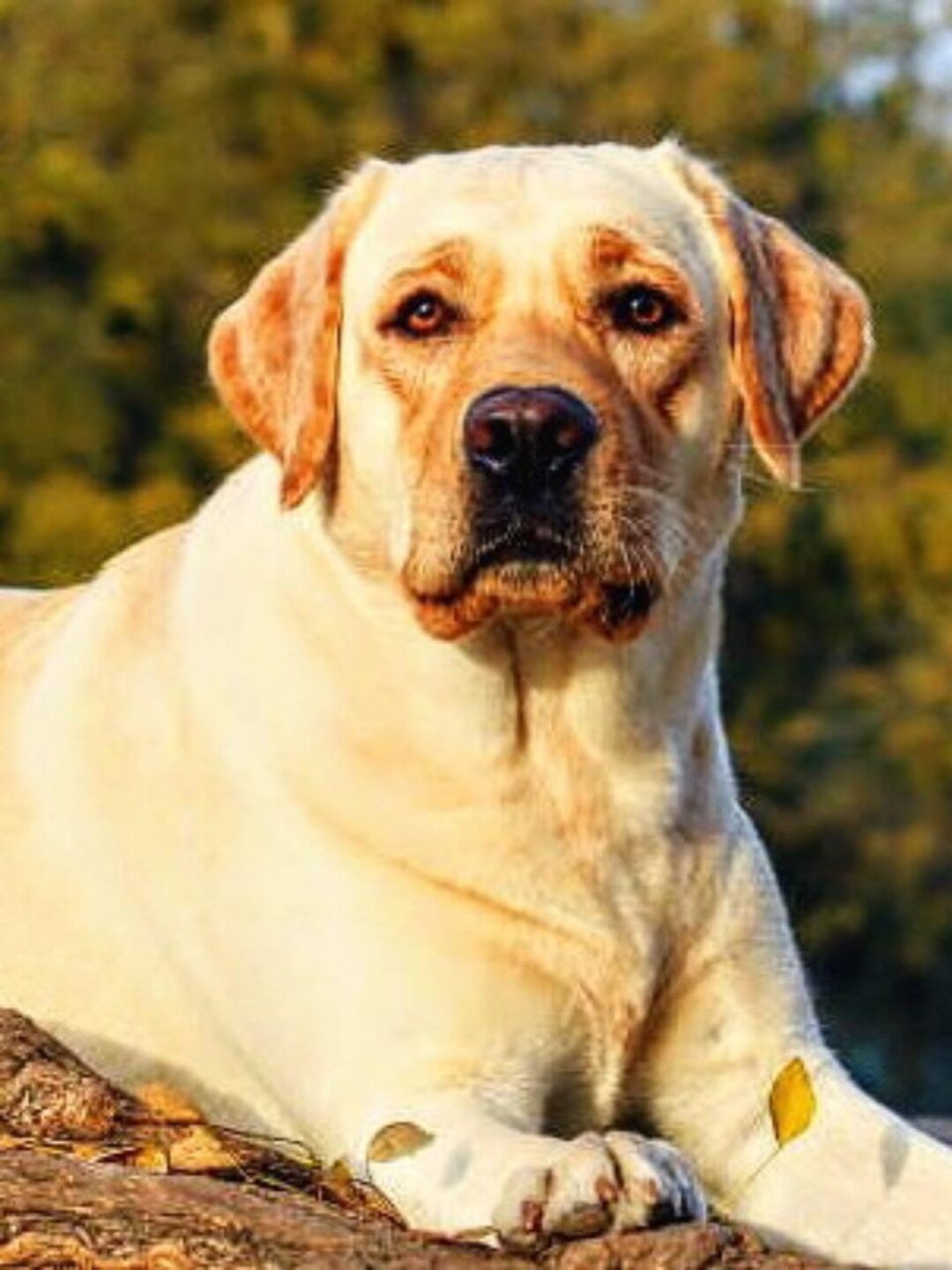 Yellow Lab Cross Stitch Pattern, Pattern Keeper, Dog Cross Stitch ...