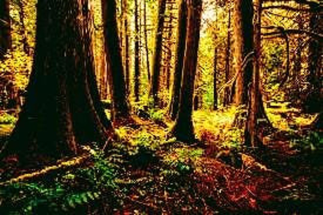 Forest Cross Stitch Pattern, Tree Cross Stitch, in the Woods Pattern ...