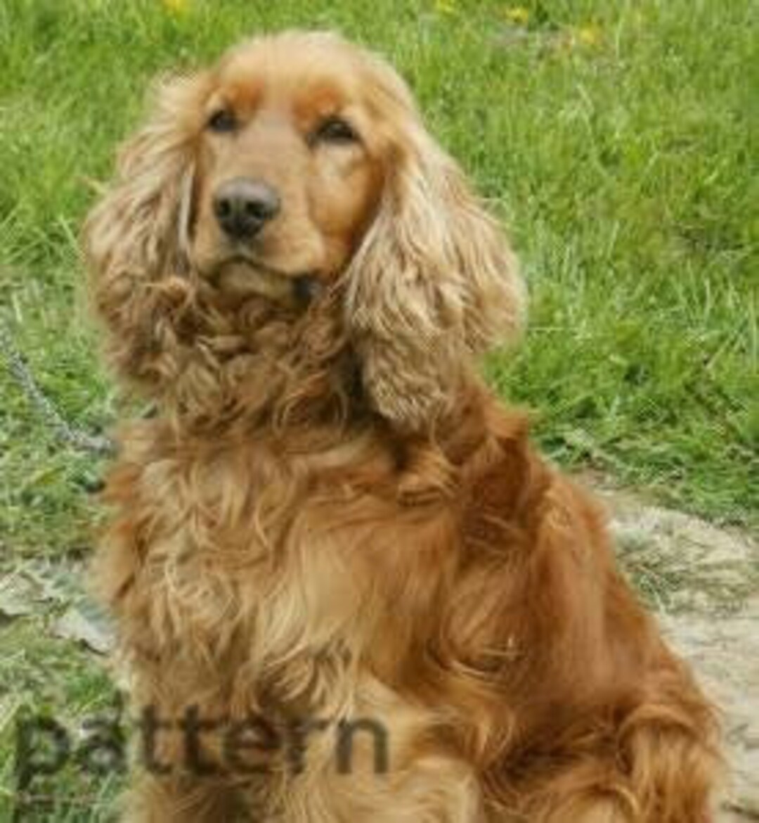 Cocker Spaniel Cross Stitch Pattern, Cross Stitch Pattern, Cocker ...