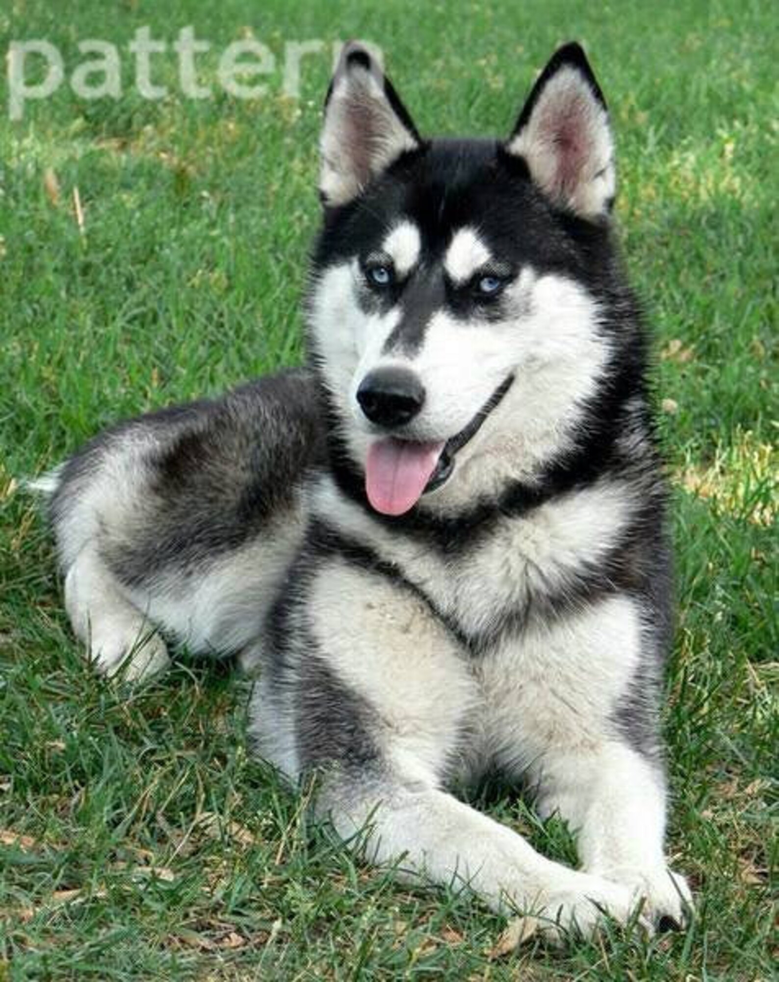 Husky Cross Stitch Pattern, Cross Stitch Pattern, Pattern Keeper, Husky ...