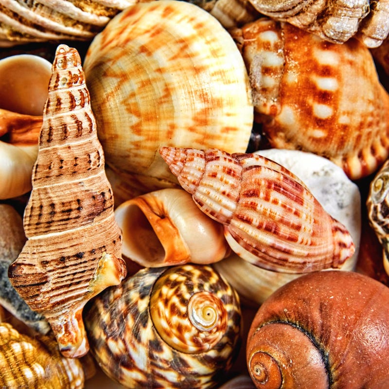 Seashell Cross - Etsy