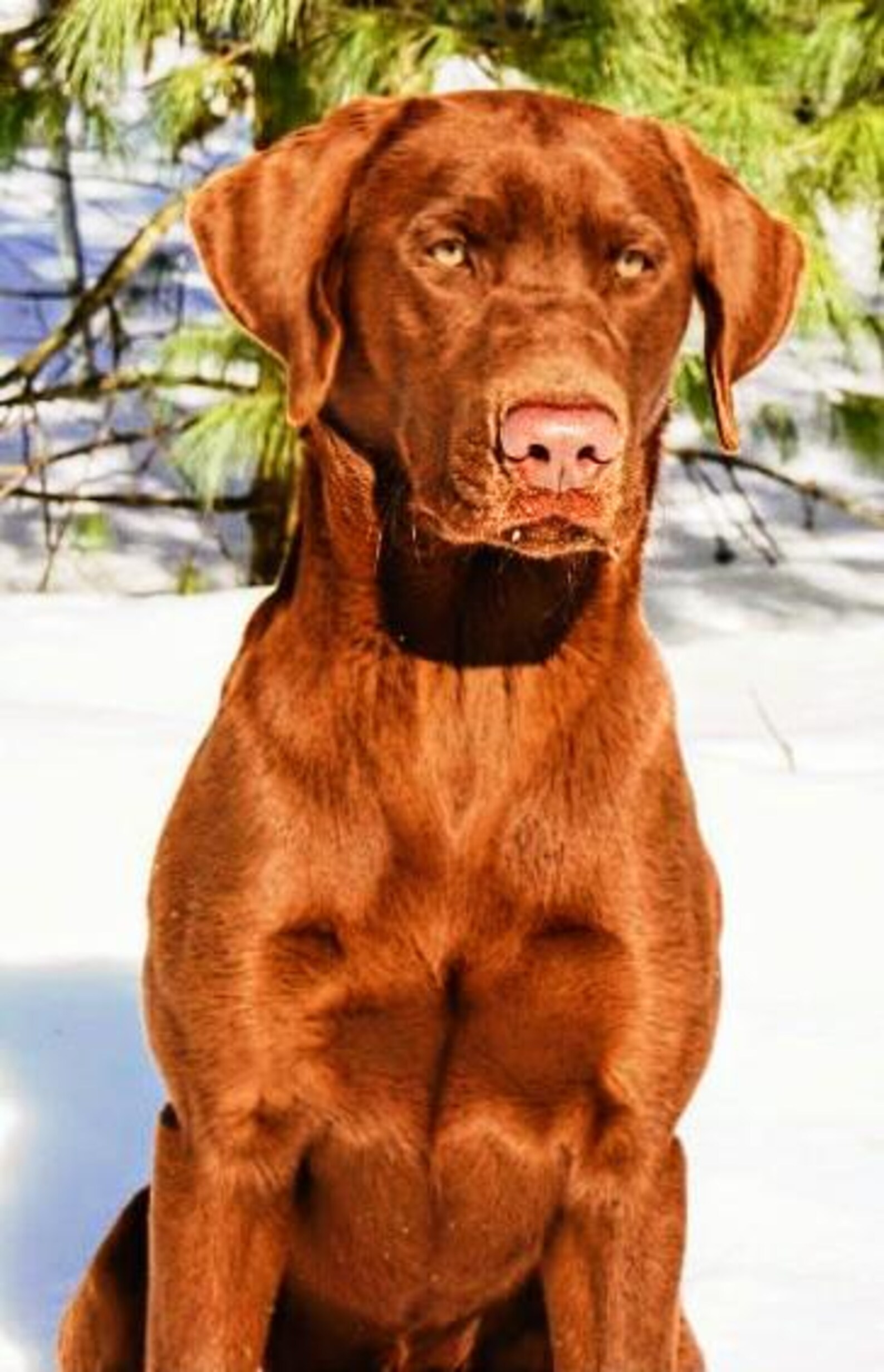 Chocolate Lab Cross Stitch Pattern, Pattern Keeper, Cross Stitch ...