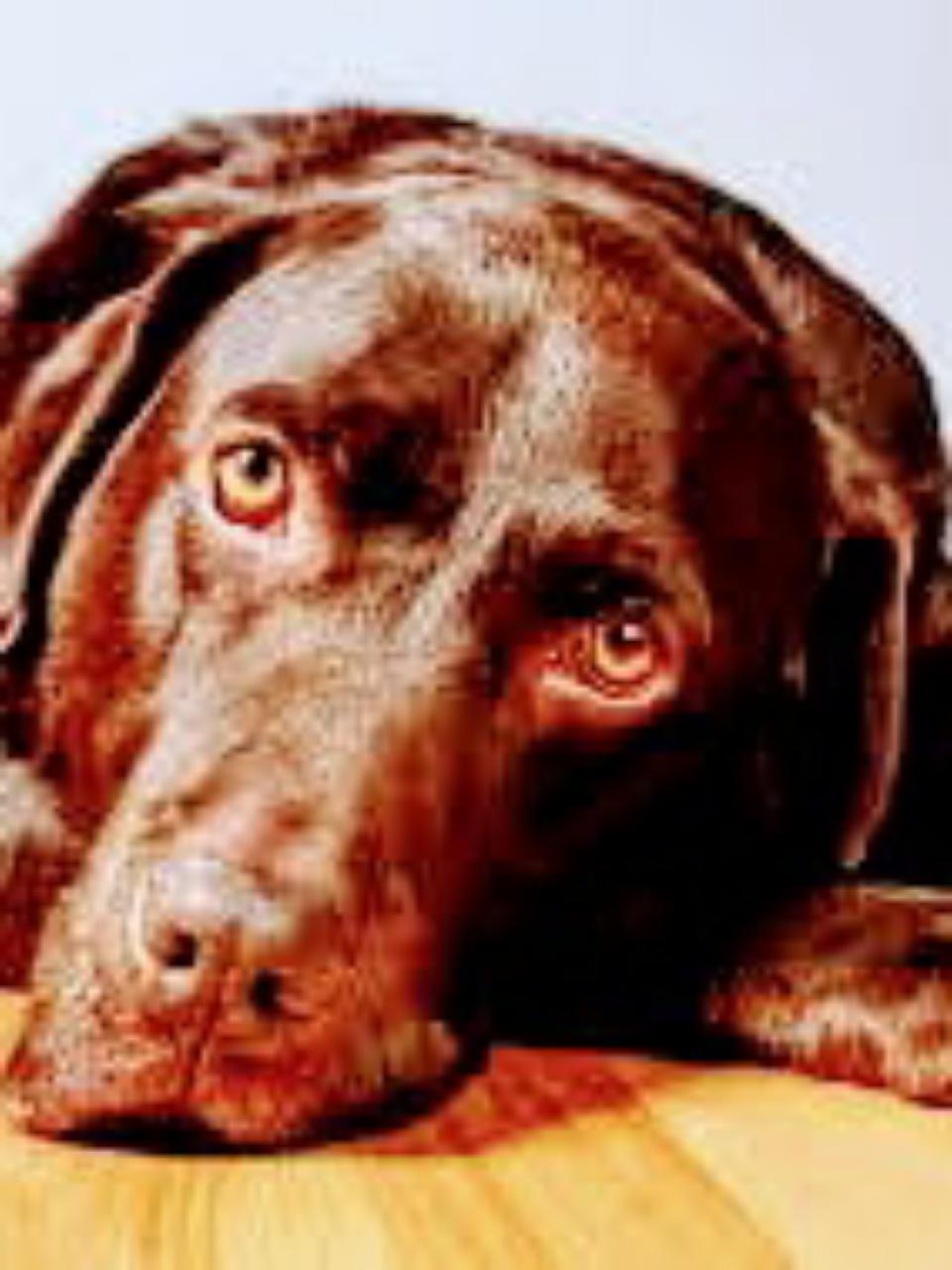 Chocolate Lab Cross Stitch Pattern, Pattern Keeper, Cross Stitch ...