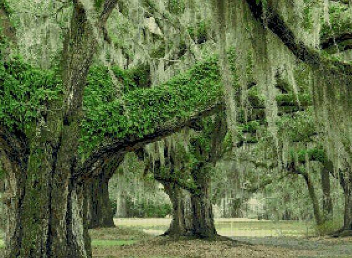 Mossy Oak Tree Cross Stitch Pattern, Pattern Keeper, Old Oak Tree ...