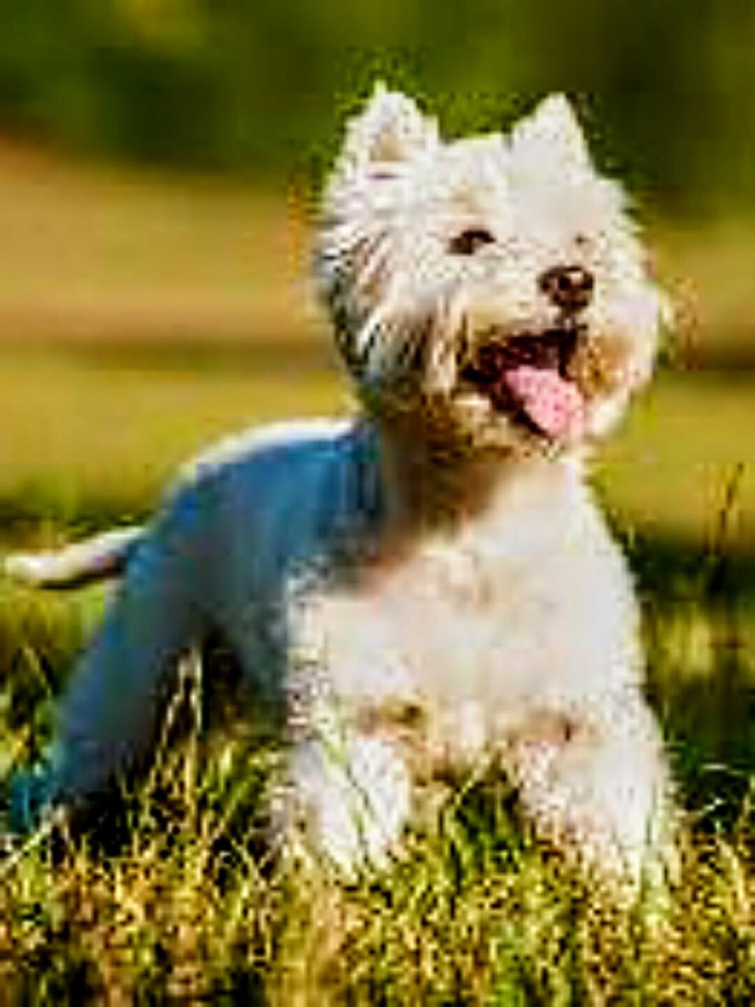 West Highland White Terrier, Pattern Keeper, Counted Cross Stitch, PDF ...