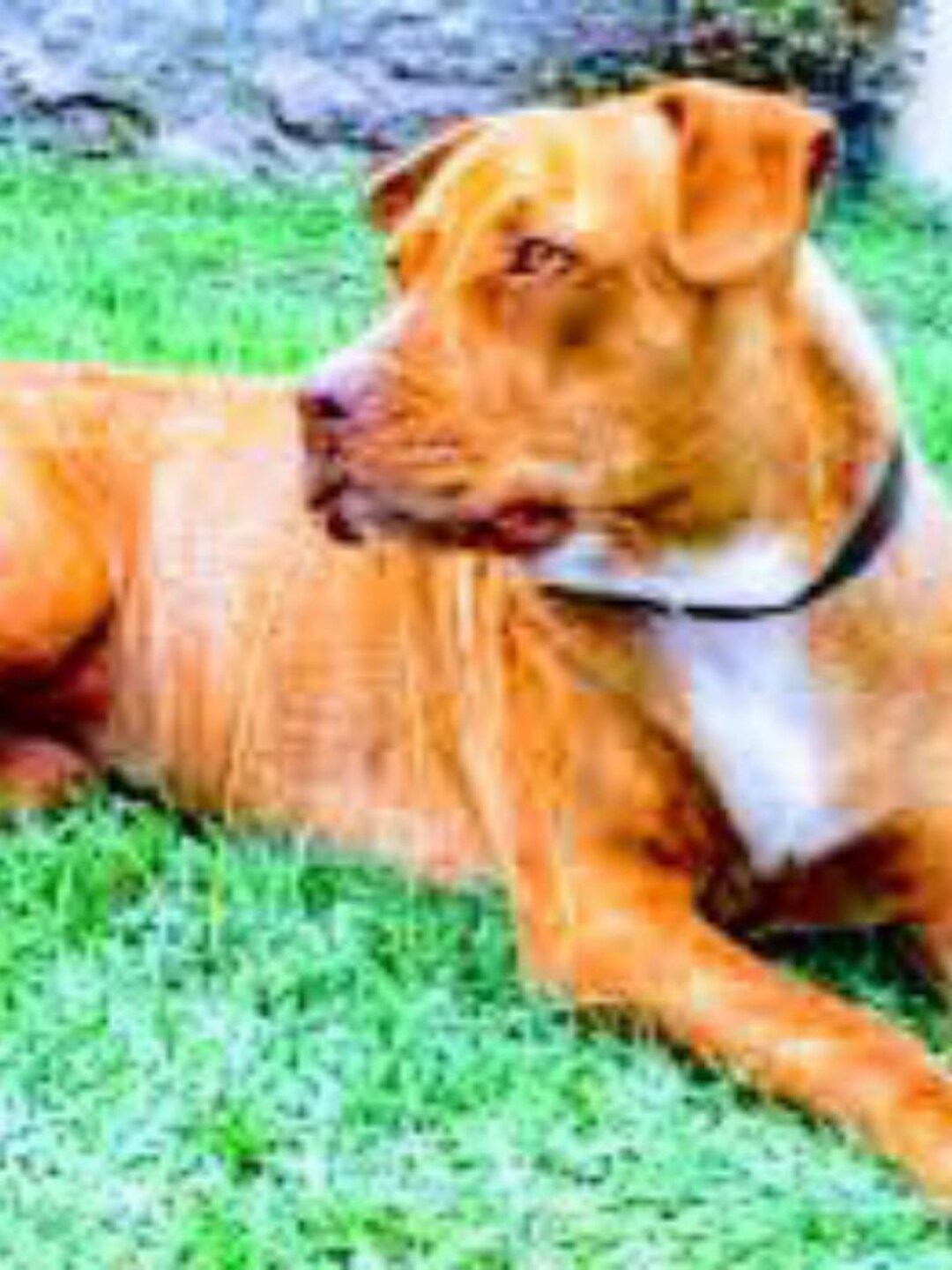 Brown Pitbull, Pattern Keeper, Cross Stitch Pattern, Dog Cross Stitch ...