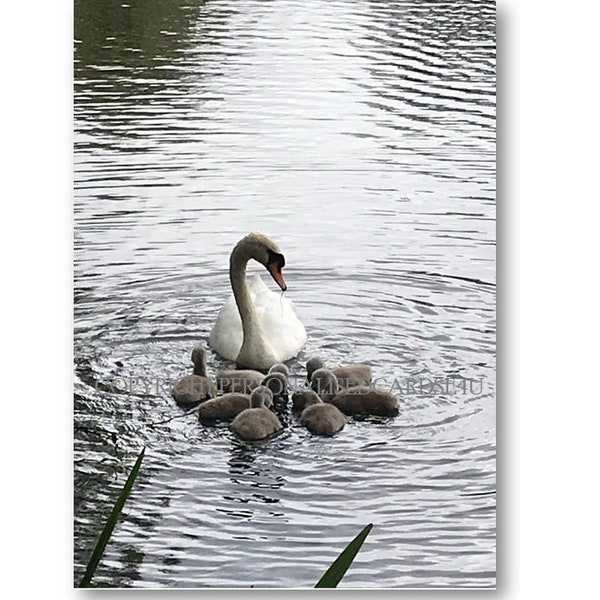 Swan Greeting Card - Etsy