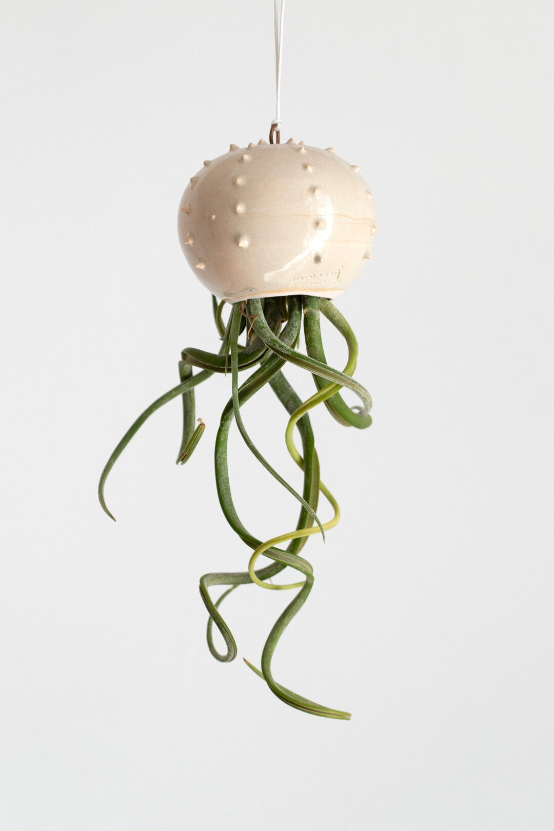 Cactopus Hanging Pot for Aerial Plants Tillandsia Color Natural Sand ...