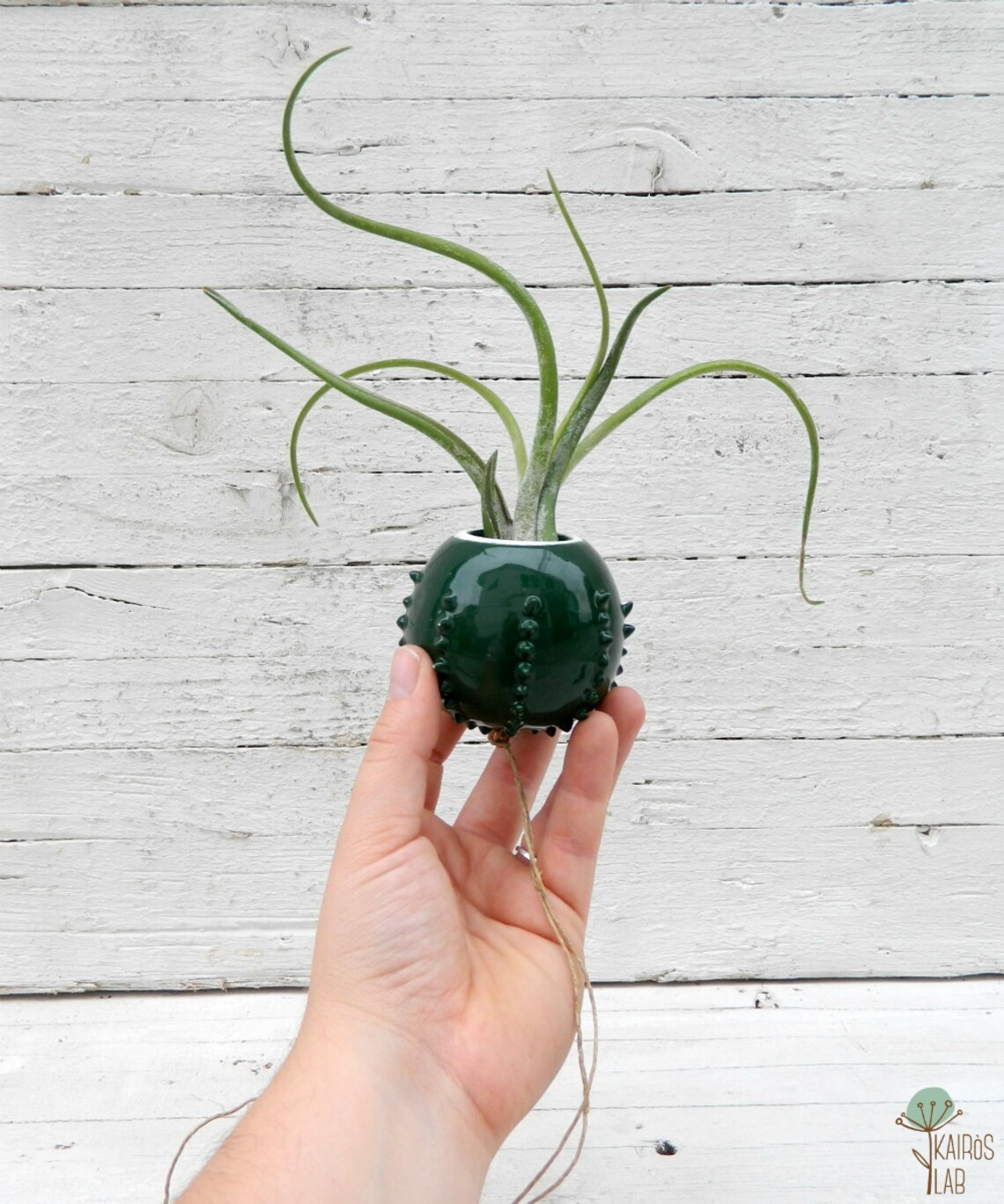 Vaso tillandsia Cactopus a forma di cactus porta piante aeree | Etsy