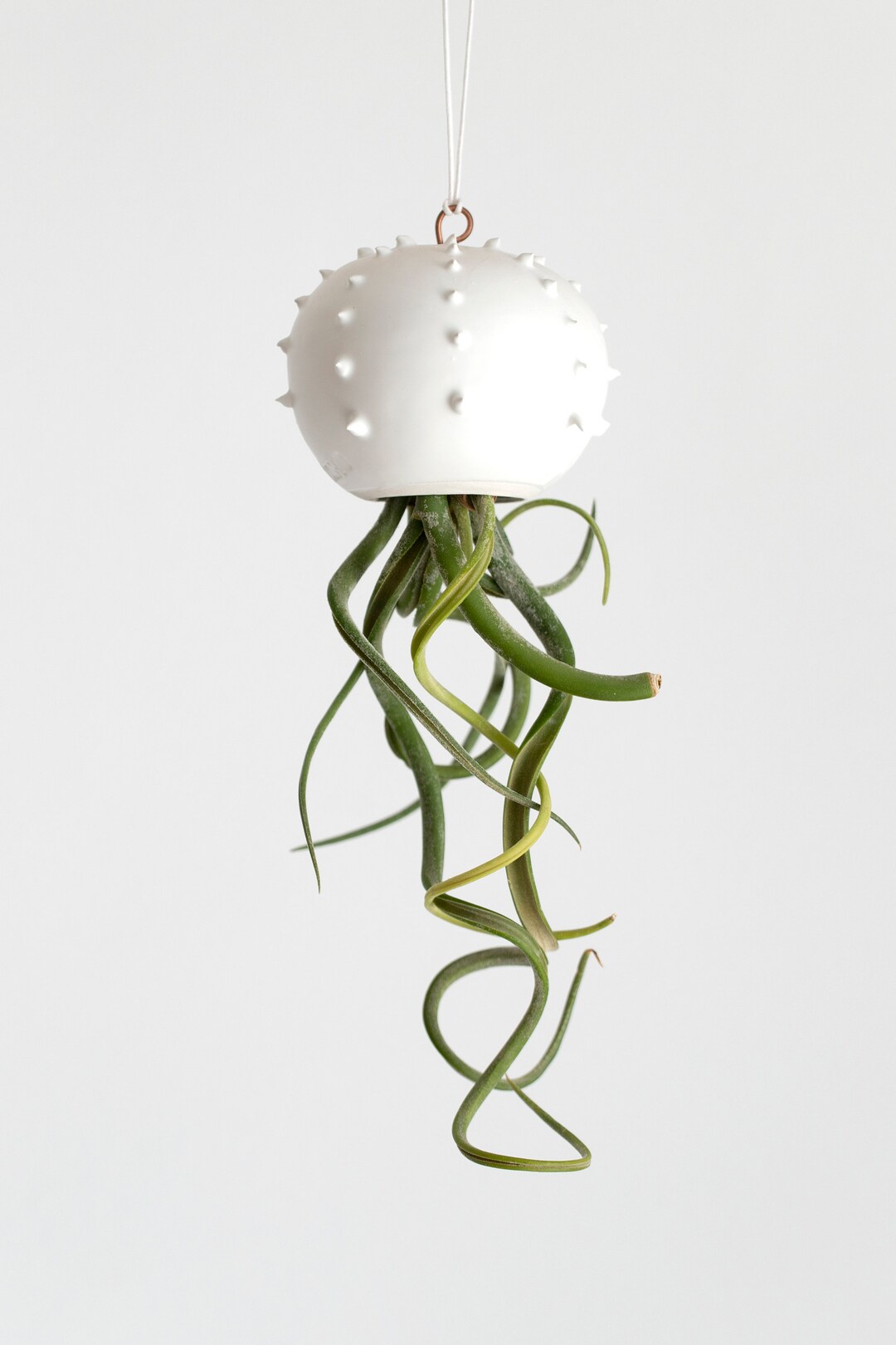 Matt White Ceramic Cactopus for Tillandsia Small Hanging - Etsy