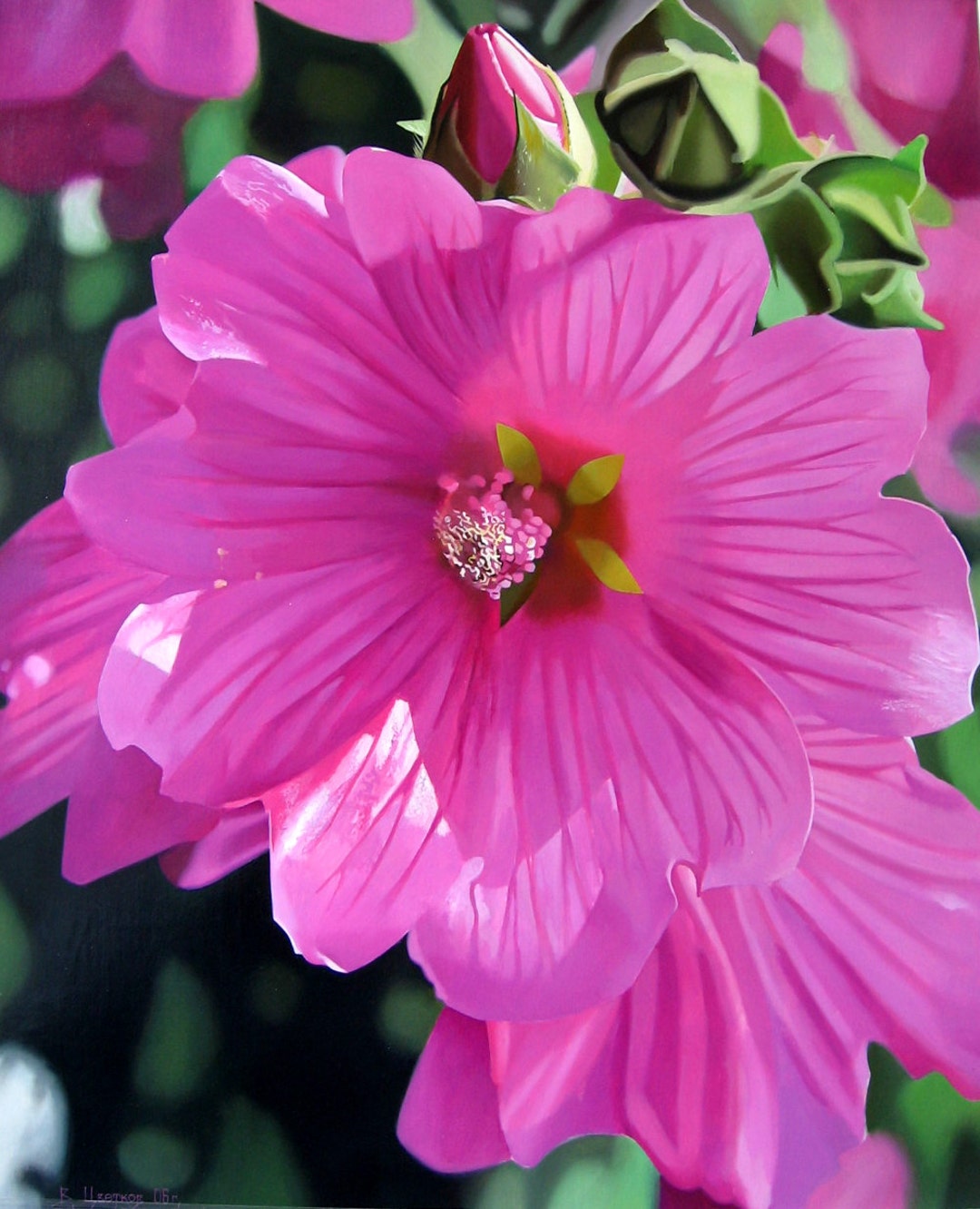 Tree Mallows, Lavatera, Flower Painting, Pink Flower, Woman's Gift ...