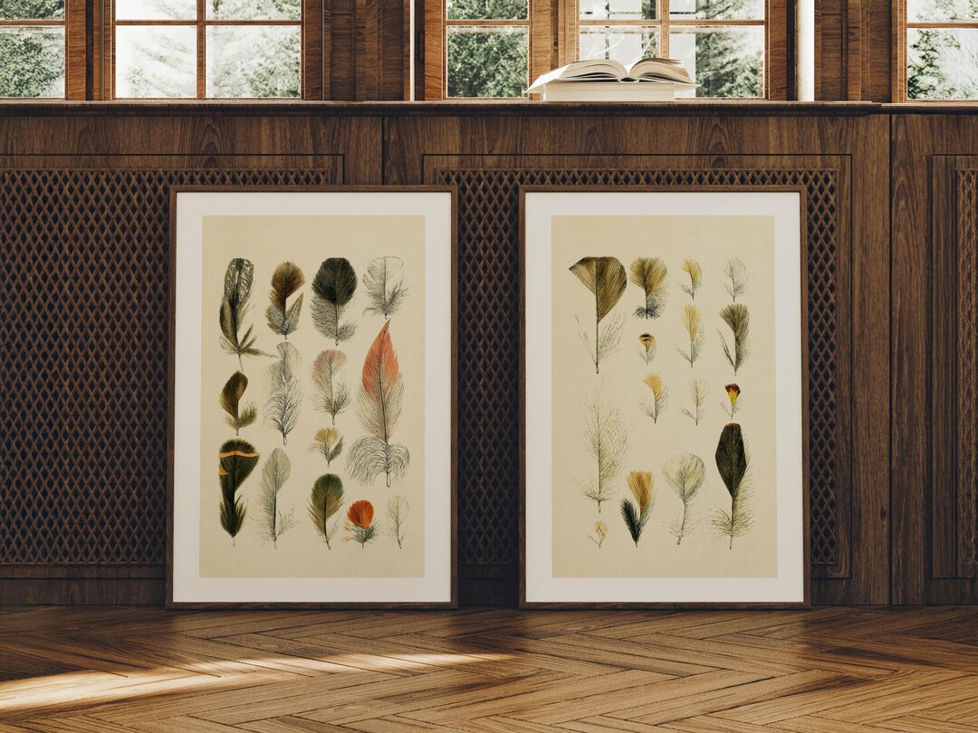 Retro Bird Feather Prints Outdoors Art Wildlife Feather Posters Set of ...