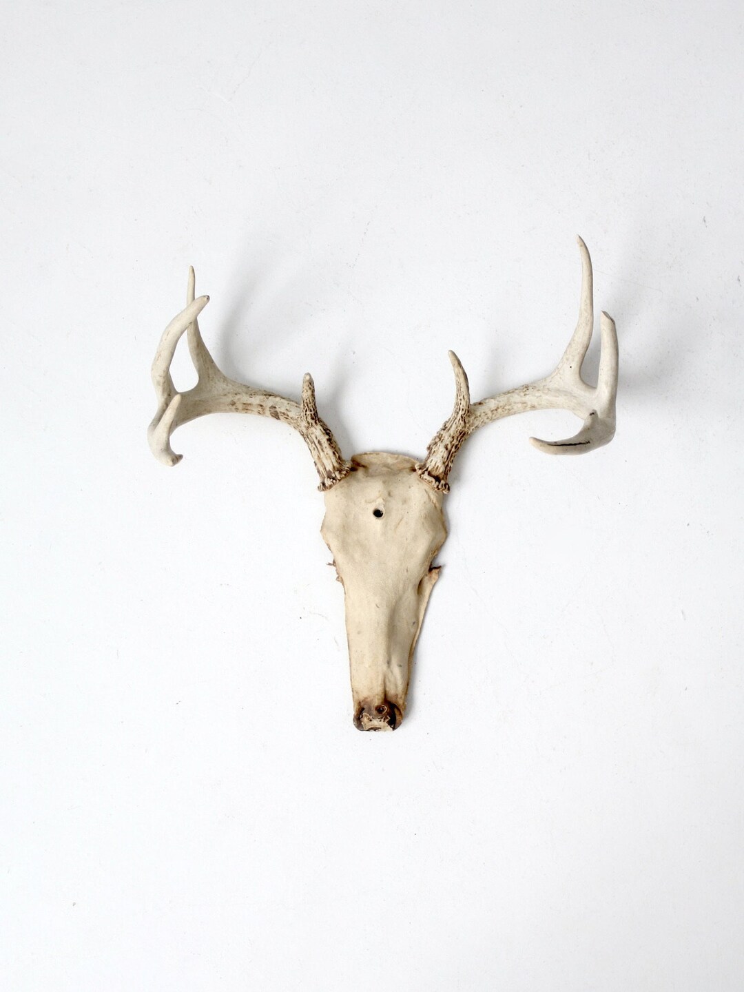 Vintage Deer Skull With Antlers - Etsy