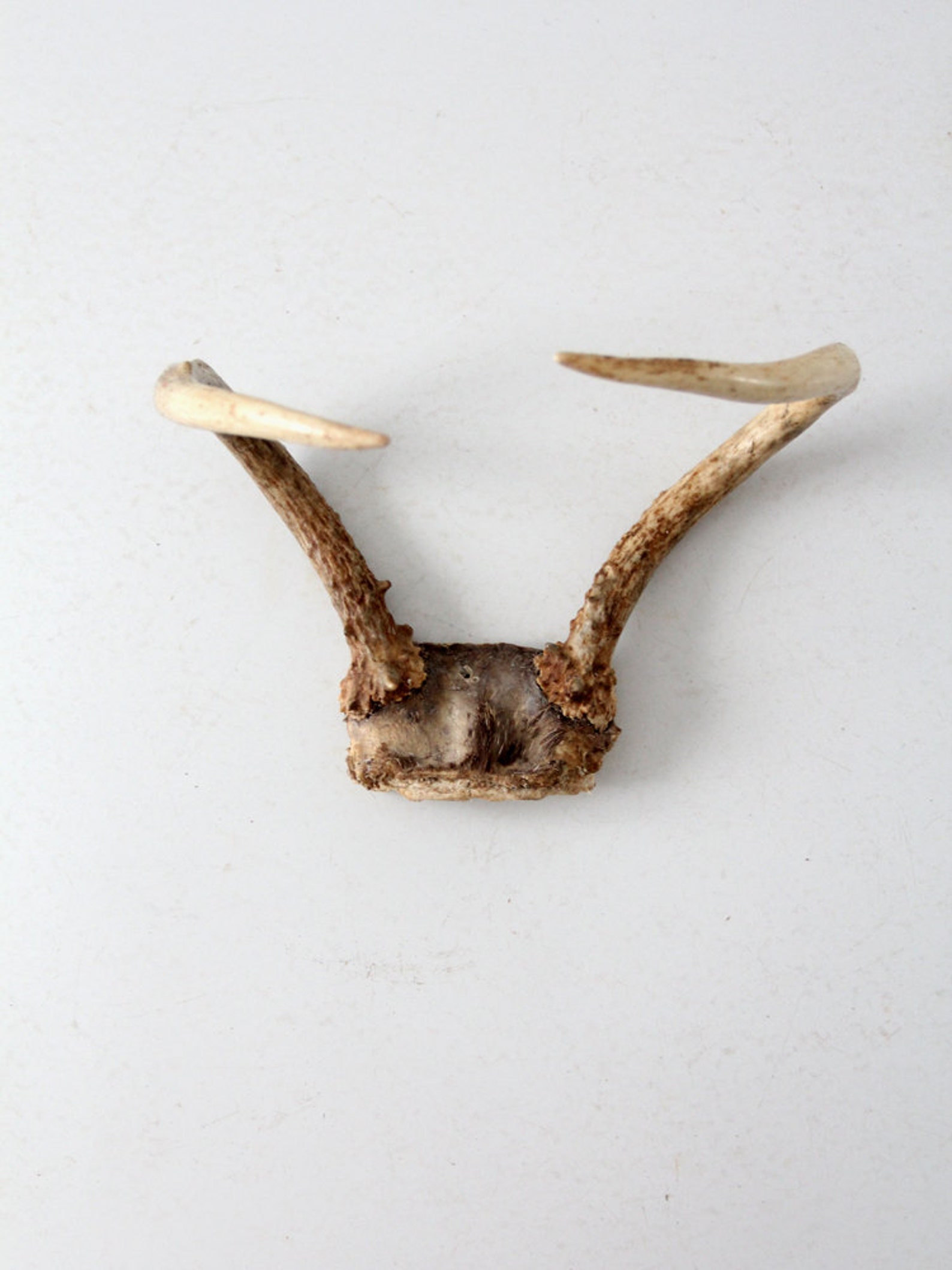 Vintage Antlers, Small Rack, Found Decor - Etsy
