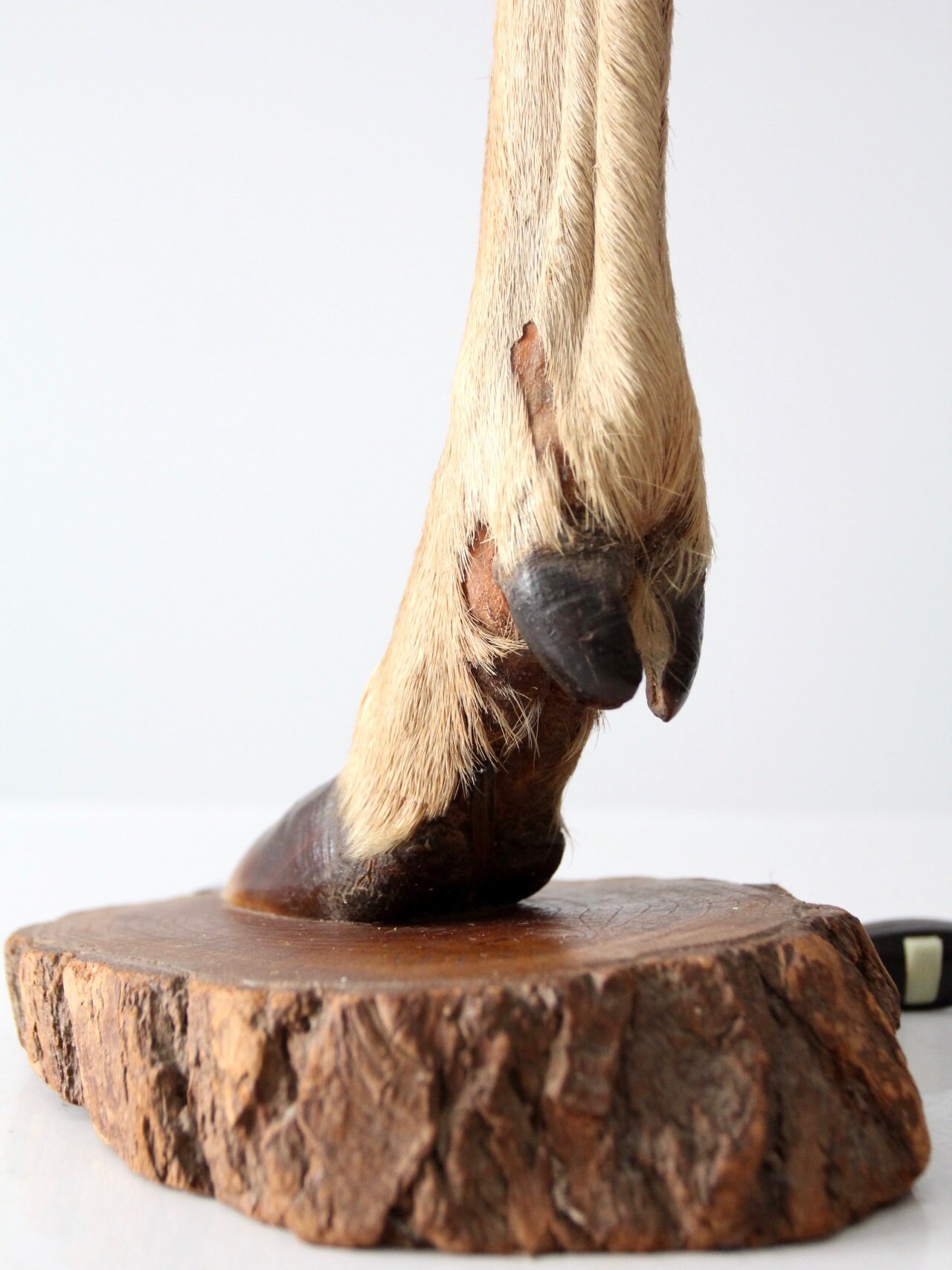 Vintage Hoof Lamp, European Mounted Deer Hoof Table Lamp - Etsy