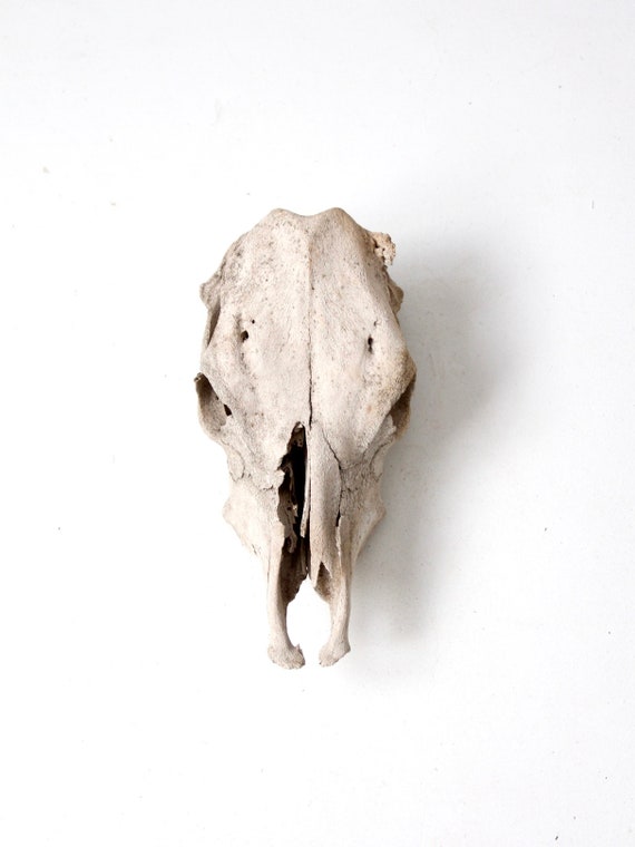 Cow Skull Side View