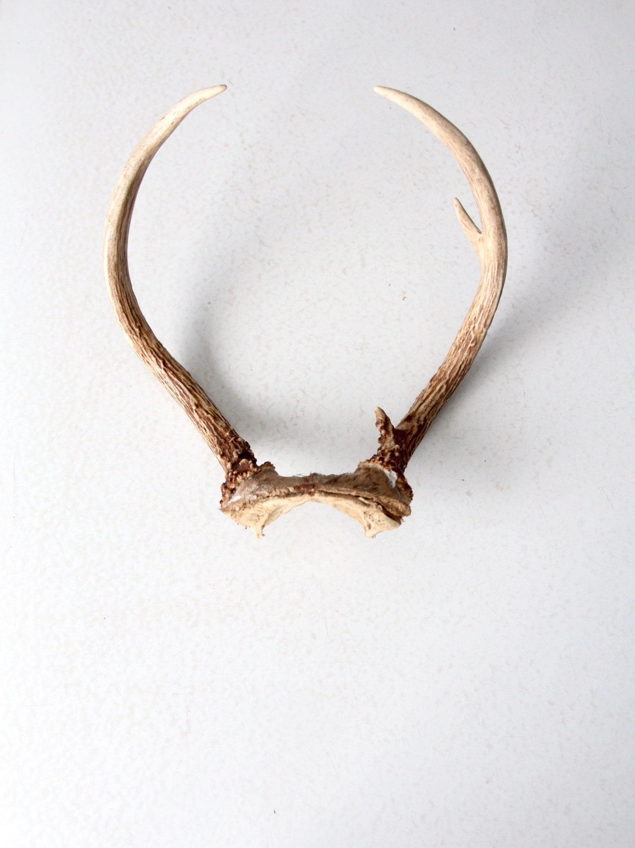 Vintage Antlers, Horns, Natural Found Decor - Etsy