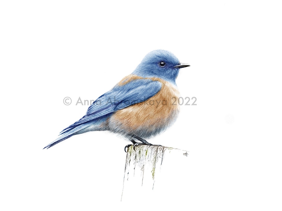 Eastern Bluebird Colored Pencil Drawing Print Bird Art Hand Drawn ...