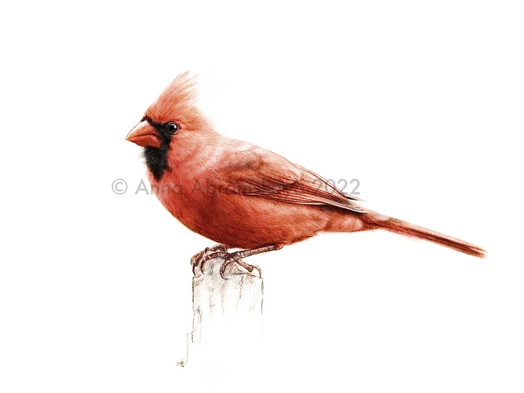 Northern Cardinal Colored Pencil Drawing Print Bird Art Hand Drawn ...