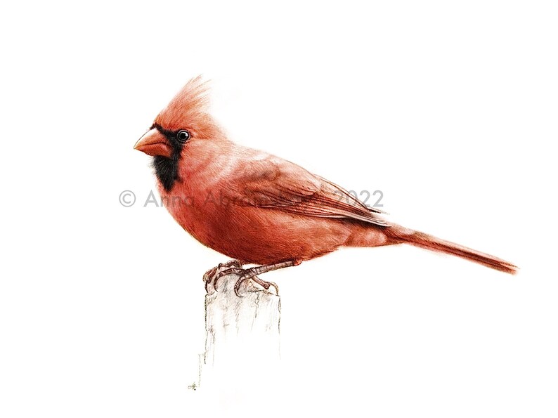 Northern Cardinal Colored Pencil Drawing Print Bird Art - Etsy