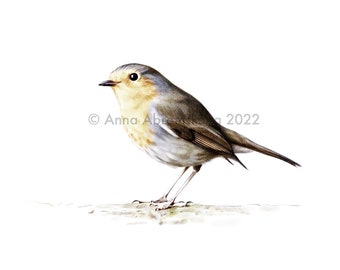 Colored Pencil Robin - Etsy