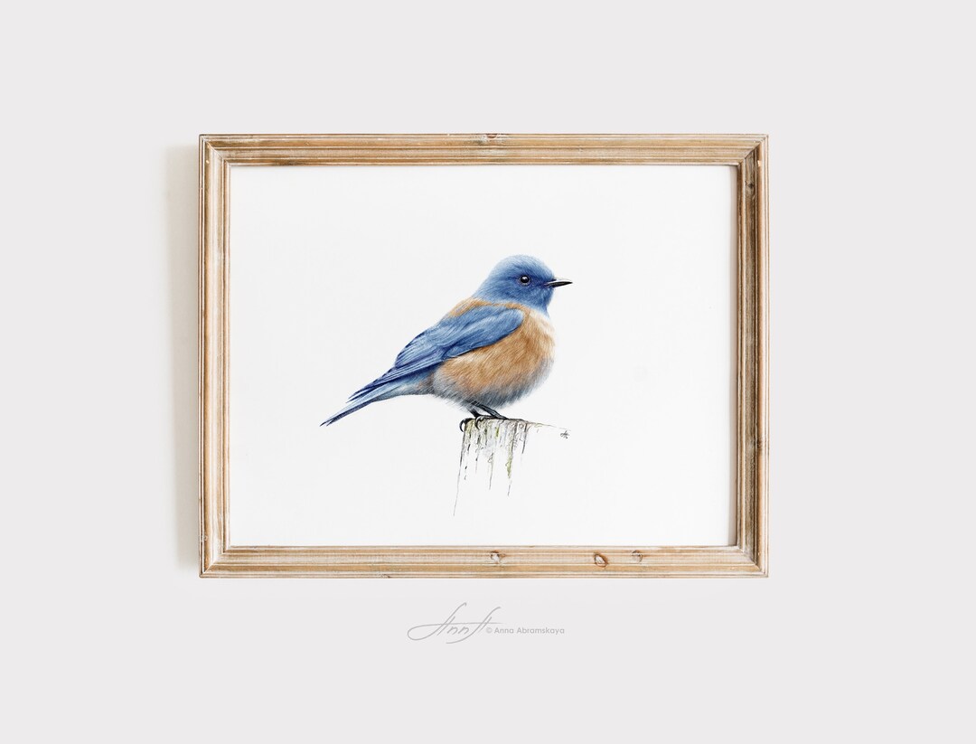 Hand Drawn Eastern Bluebird - Bird Art Print - Colorful Pencil Drawing ...