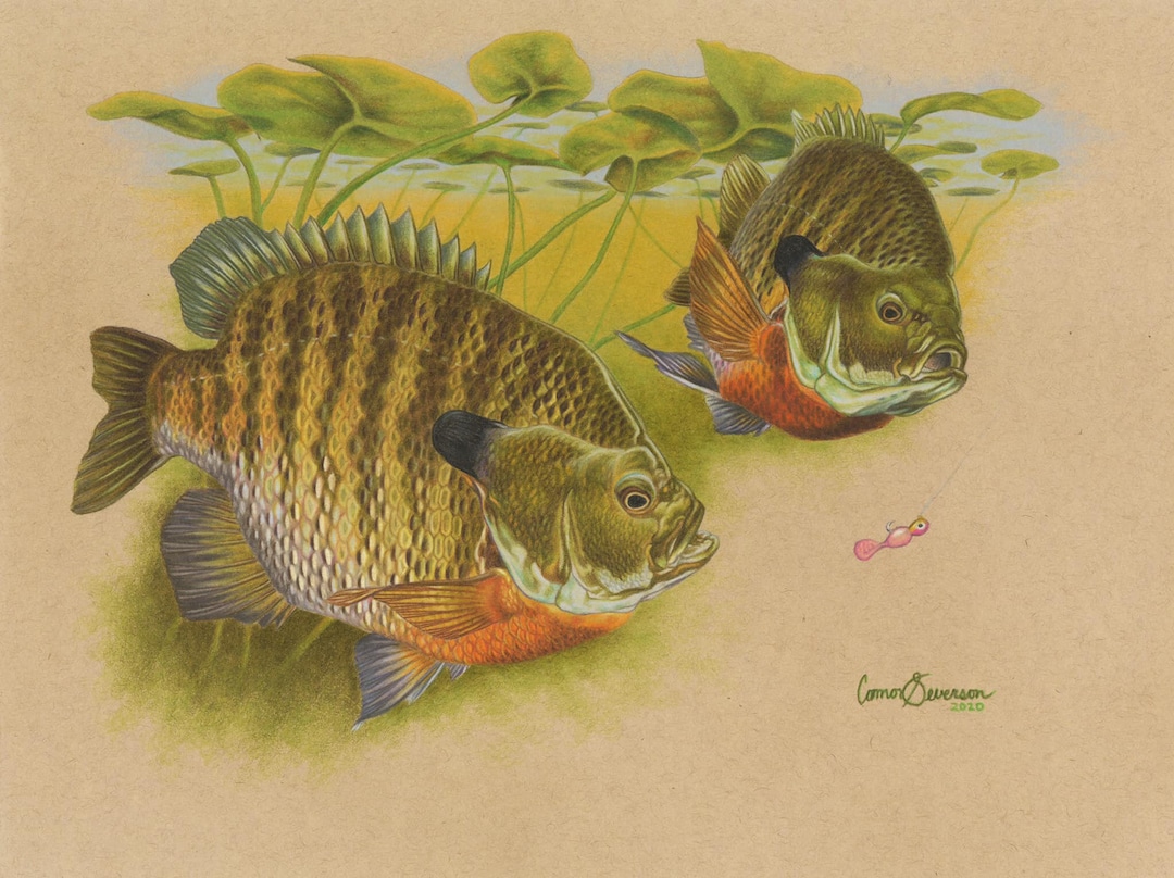 Bluegill Print - Etsy