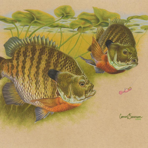 Bluegill - Etsy