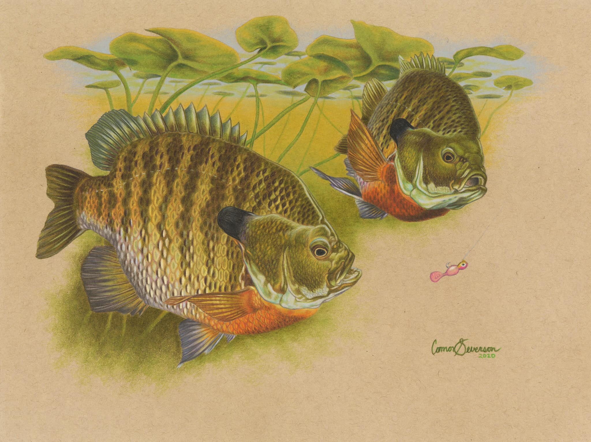 Bluegill Print - Etsy