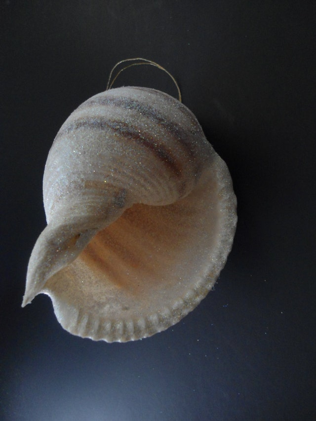 SparklingSeashells - Etsy