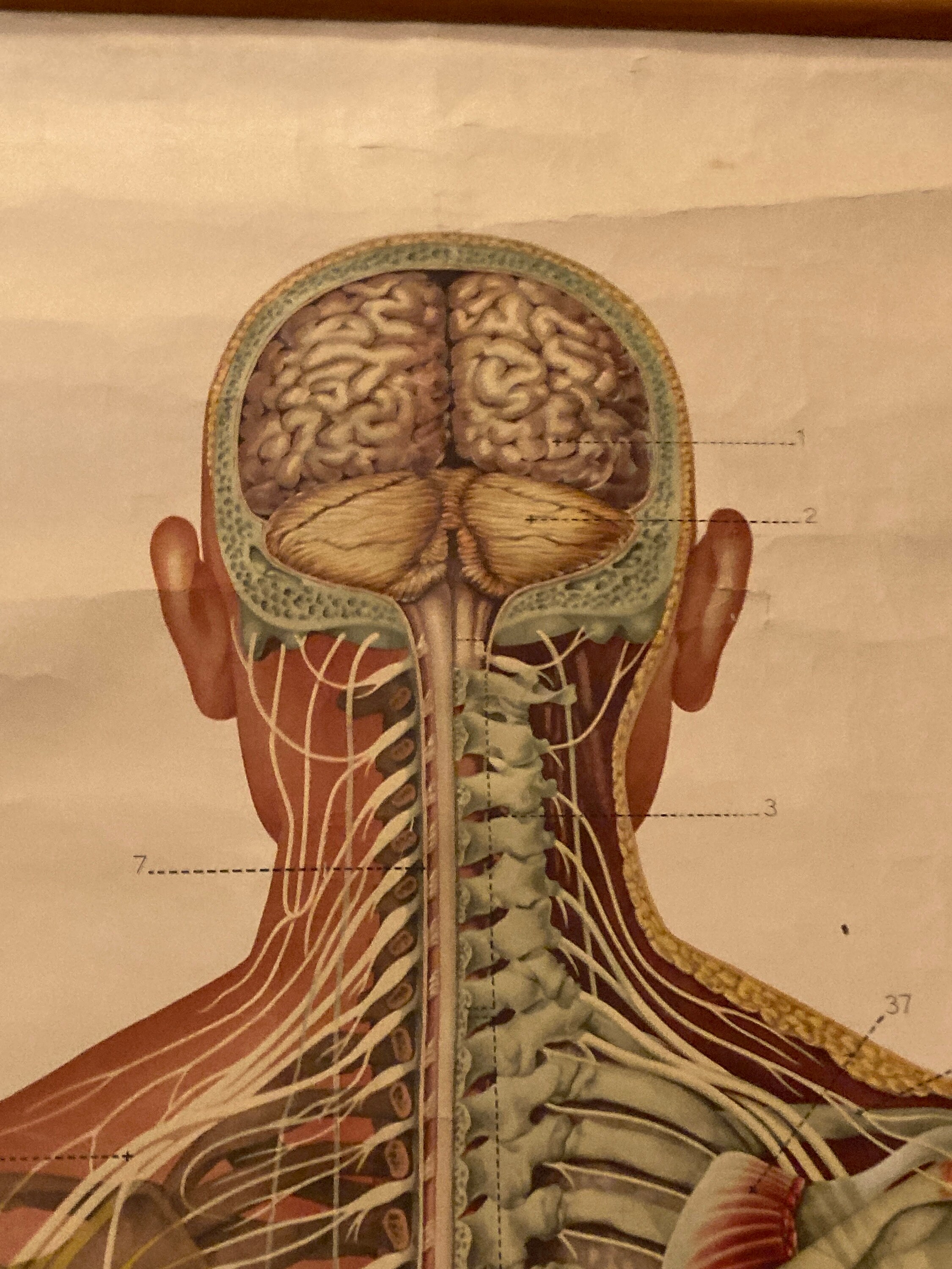 Vintage Life-sized Medical Chart of the Human Body and Its - Etsy