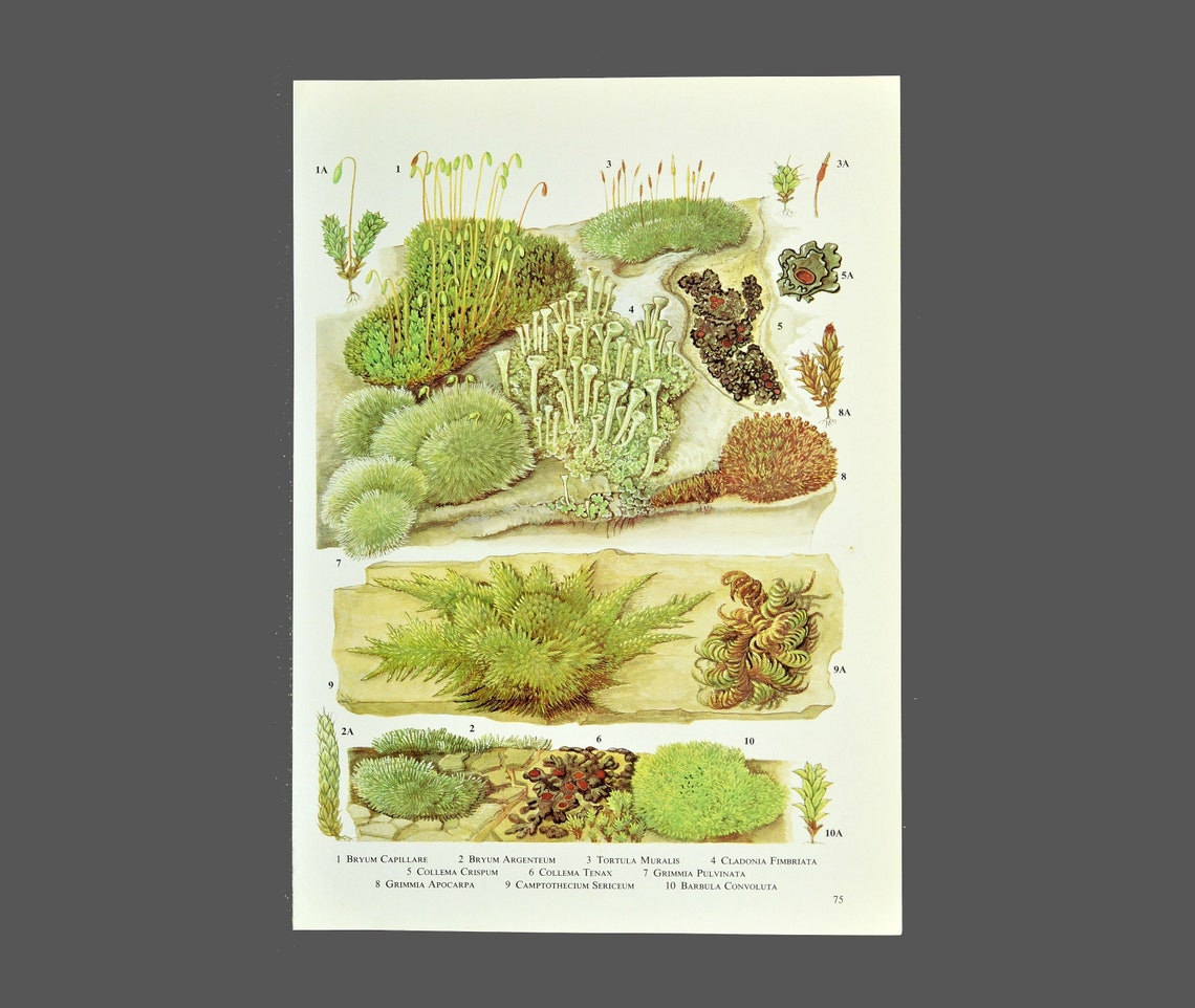 Moss Wall Art Mosses Print Nature Print Matted Botanical Print | Etsy