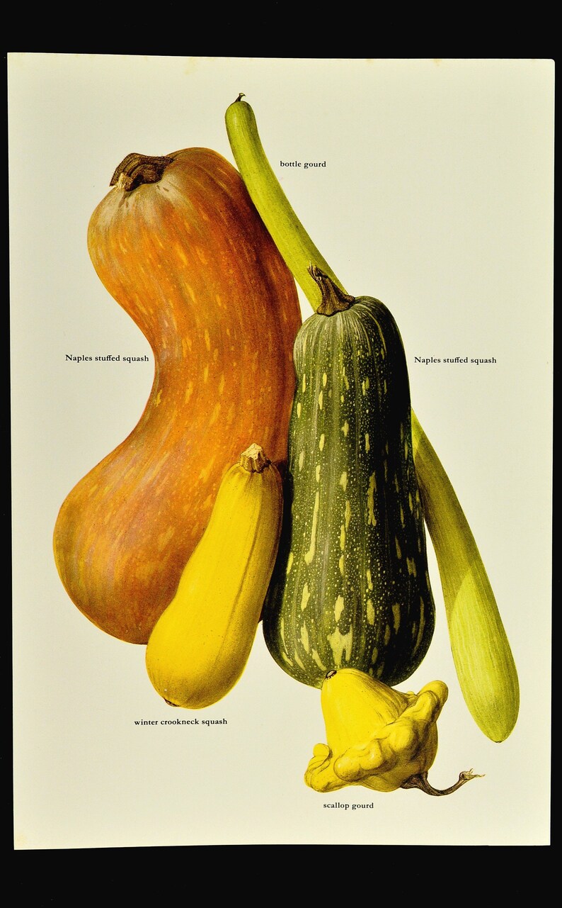 Squash Wall Decor Garden Wall Art Kitchen Decor Vegetable | Etsy