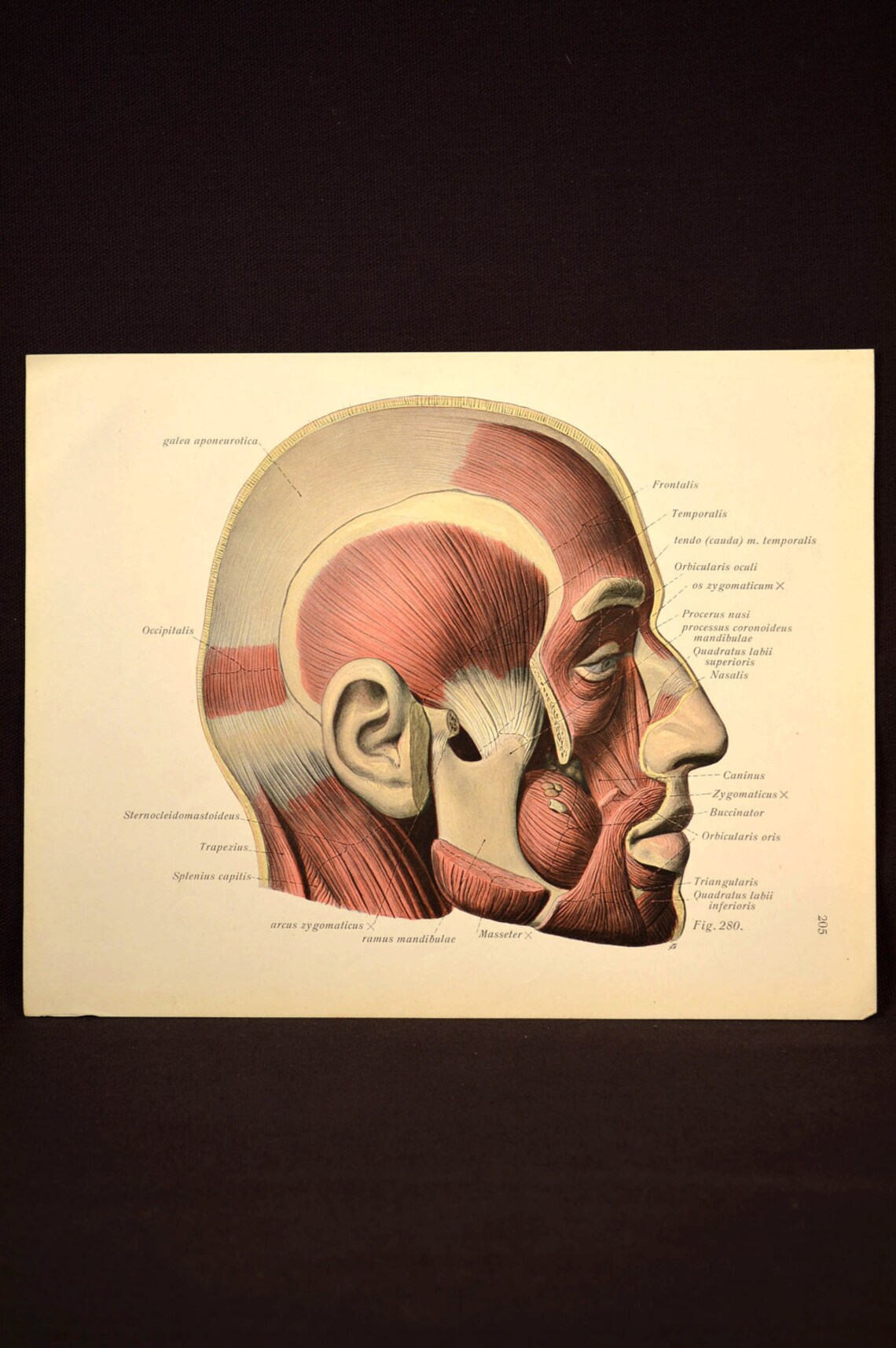 Human Head Wall Decor Human Anatomy Wall Art Print Medical | Etsy