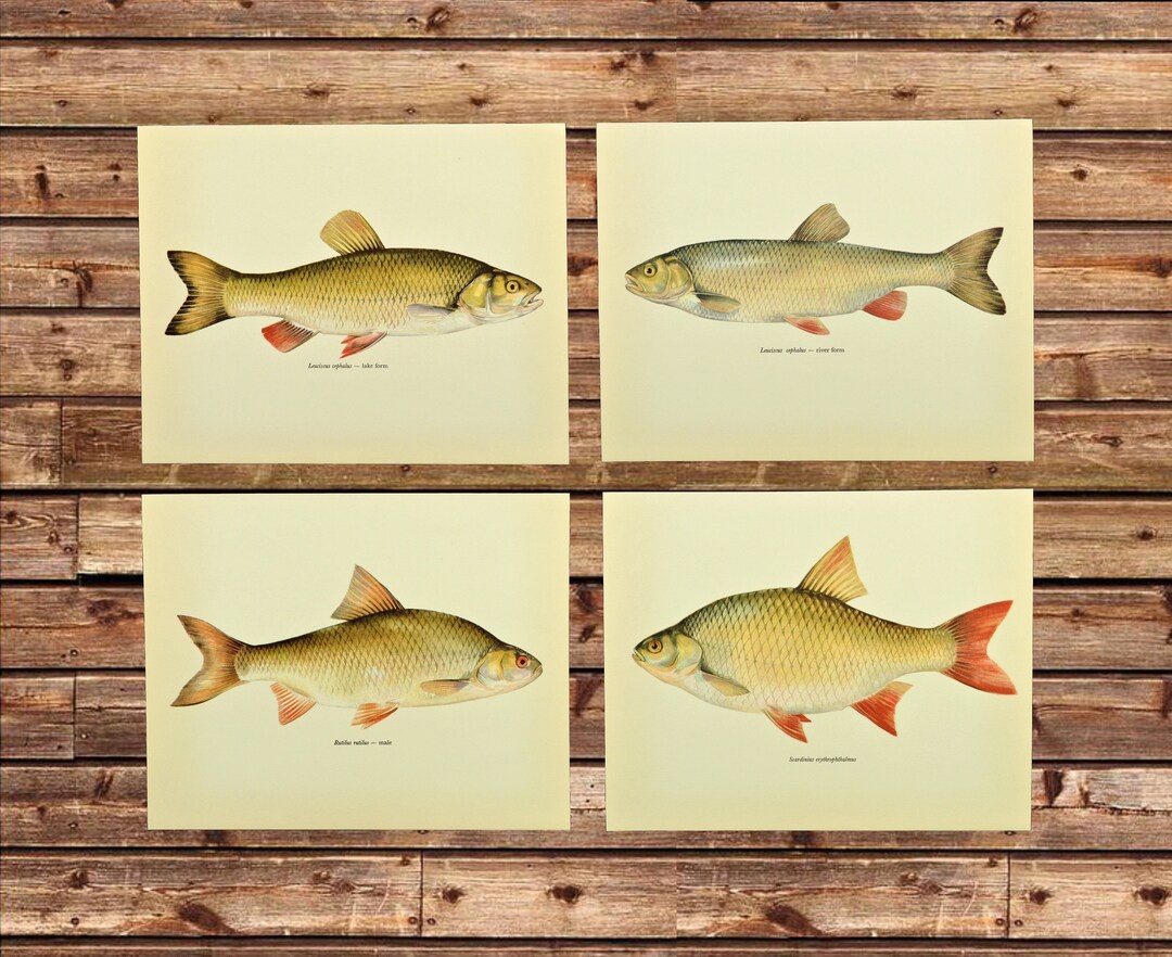 Vintage Carp Fish Print Set, Set of 4, Fishing Cabin Decor ORIGINAL ...