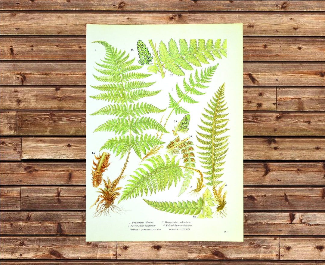 Fern Print Ferns Wall Art Decor Plant Print Nature Print Ready - Etsy