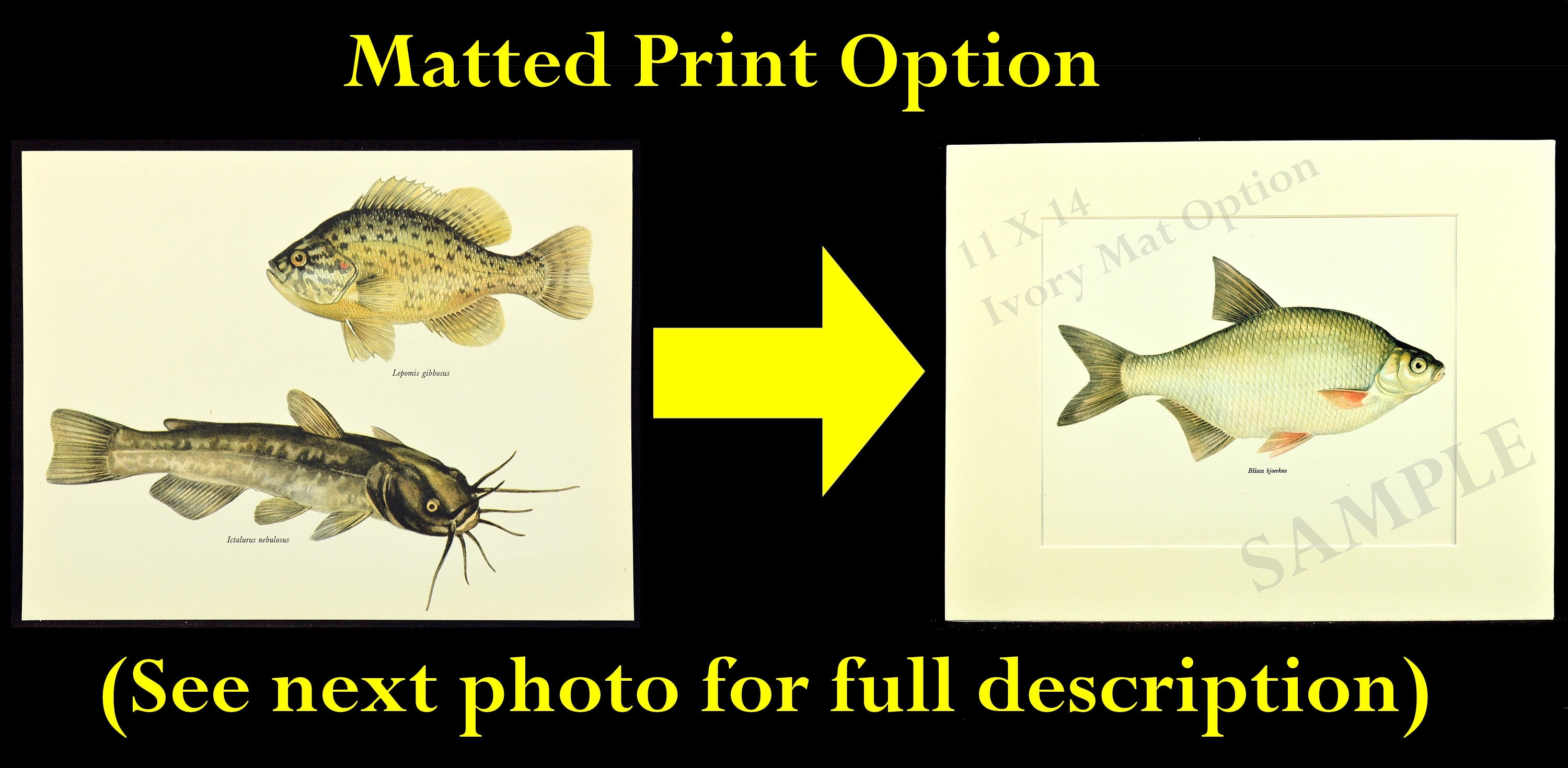 Cabin Decor Fishing Print Fish Print Wall Art Decor Mens Gift | Etsy