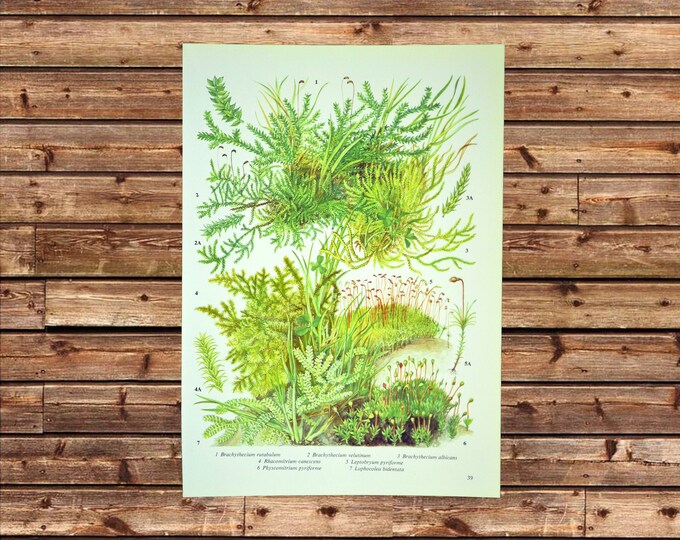 Moss Print Moss Wall Art Mosses Print Plant Wall Decor Matted Print ...