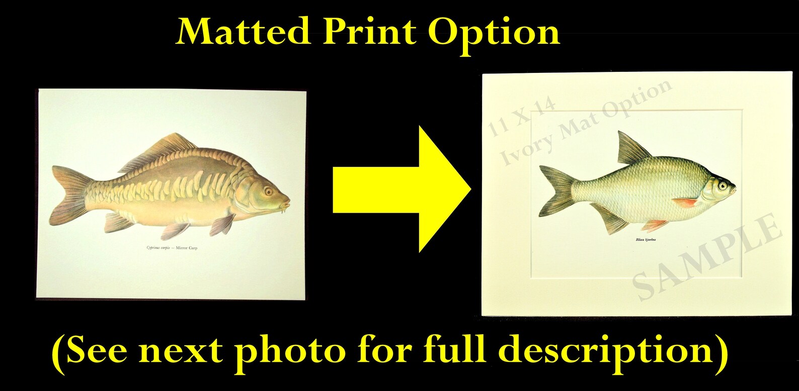 Common Carp Fish Print Fishing Print Wall Art Cabin Decor | Etsy