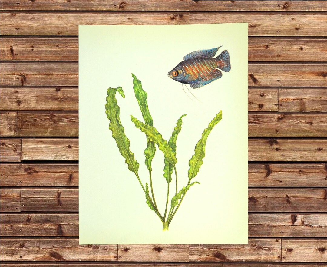 Vintage Tropical Fish Print Aquarium Fish Art Print Frameable Wall Art ...