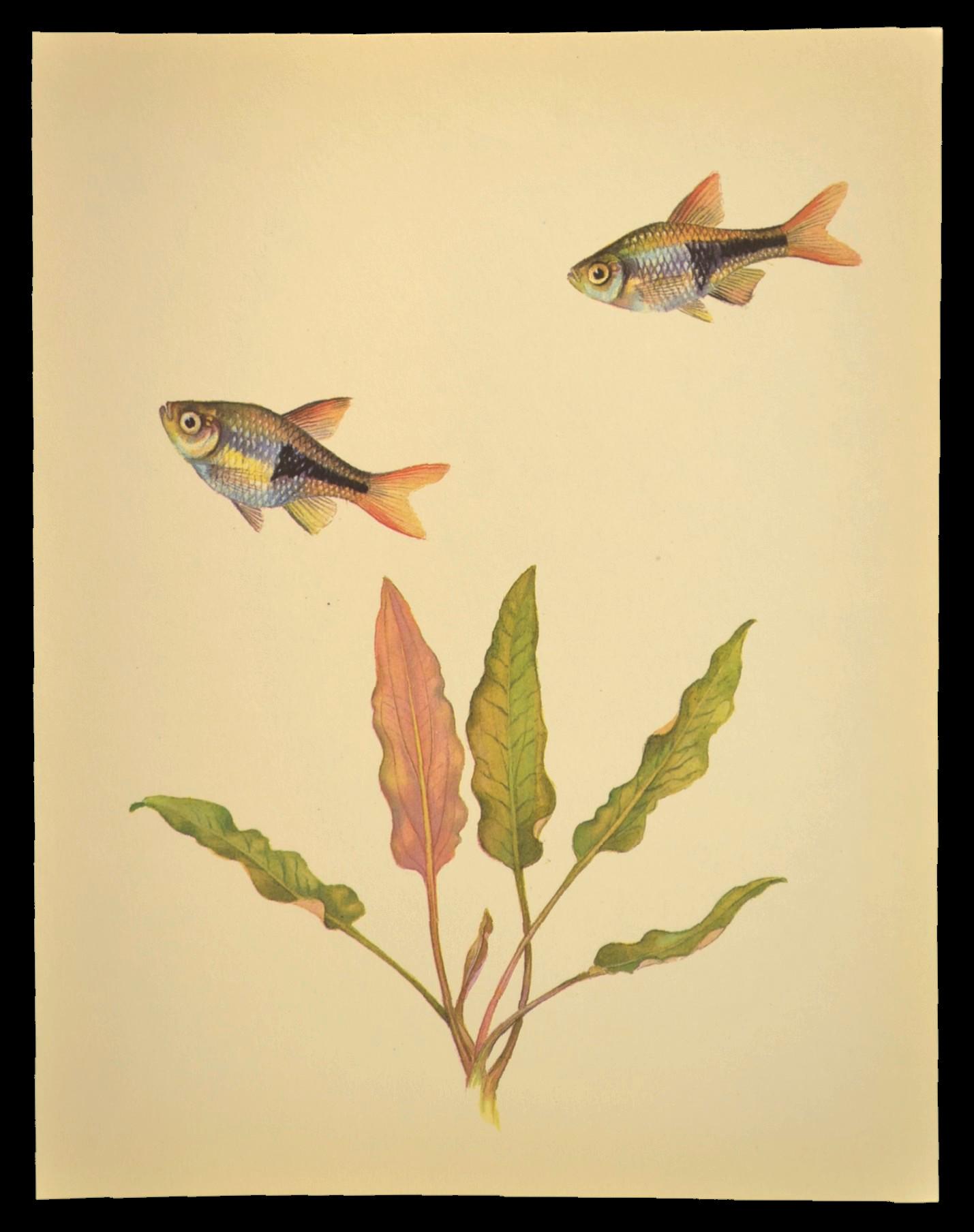 Fish Art Beach House Wall Decor Tropical Decor Aquarium Aquatic Plant ...