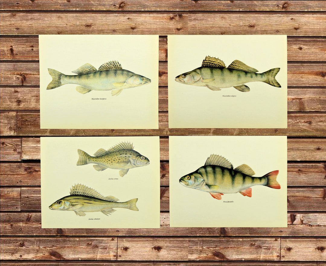 Vintage Fish Print Set, Fish Wall Art, Set of 4, Perch Fish Fishing ...