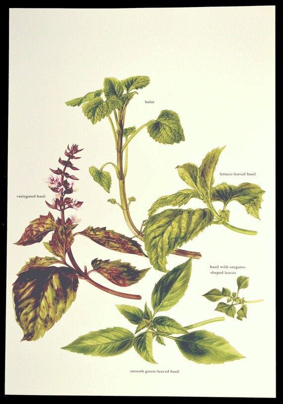 Basil Print Kitchen Herb Wall Decor Art Garden Herbs Spices | Etsy