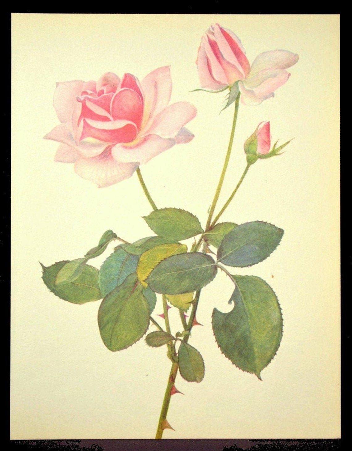 Pink Rose Print Rose Flower Print Floral | Etsy