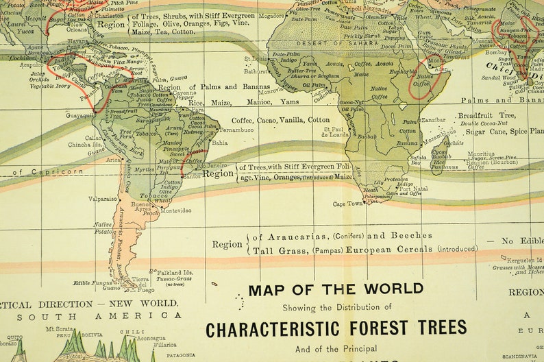 1884 World Map of the World Map Forest Map Antique ORIGINAL - Etsy Ireland