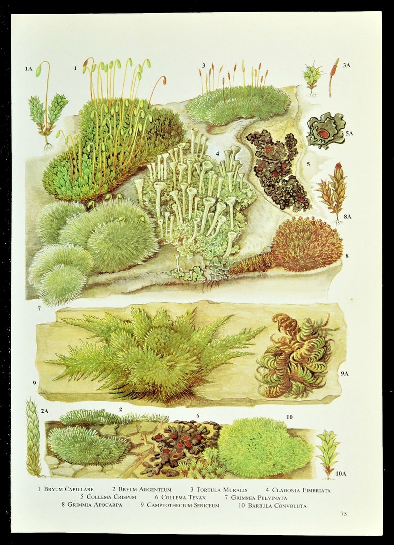 Moss Wall Art Mosses Print Nature Print Matted Botanical Print - Etsy