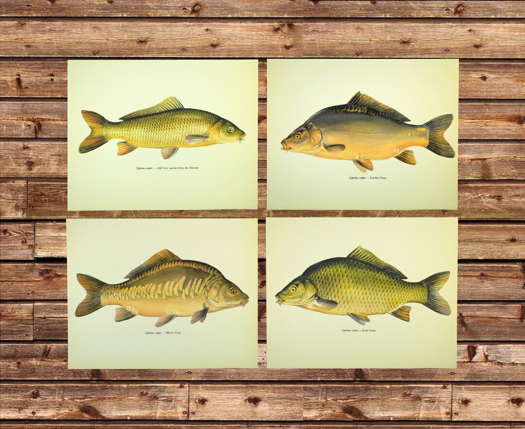 ORIGINAL Vintage Fish Print Set Set of 4 Carp Fish Wall Art - Etsy