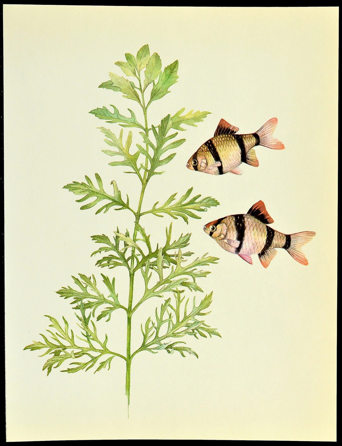 Aquarium Fish Print Tropical Fish Wall Art Decor Aquatic Plant - Etsy
